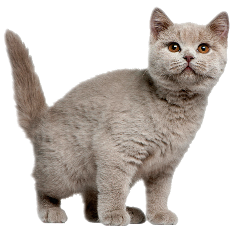 chats-chatons-gifs