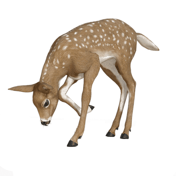 tubes animaux,clipart,vector,png animaux,psp