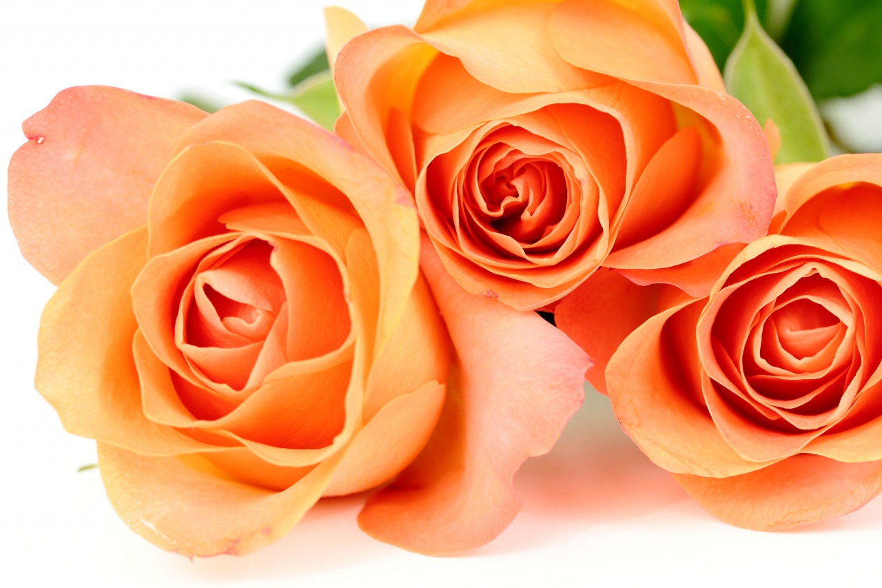 roses,pink,roze,rosa,