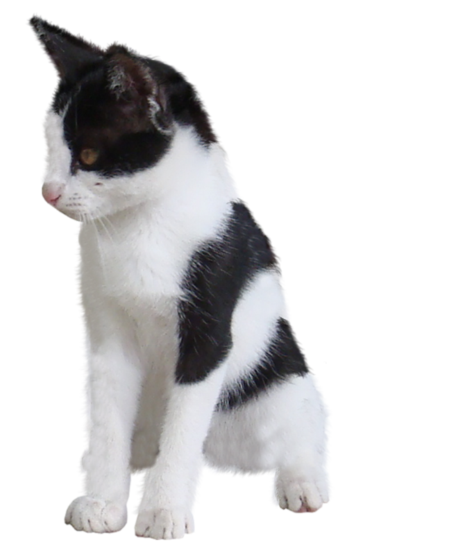 Chats Chatons Gifs chats-chatons-gifs